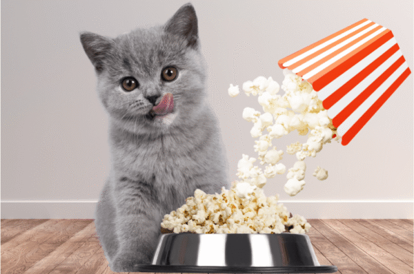 Can Cats Eat Popcorn: Debunking the Myth - KittySalon Groomer